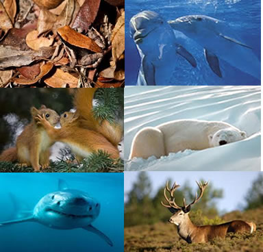 Camuflagem nos animais. Importância da camuflagem nos animais