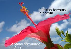 Composição da flor. A flor e suas características - Escola Kids