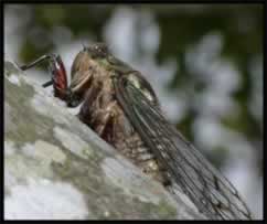 Cigarra. Qual a importância das cigarras - Escola Kids