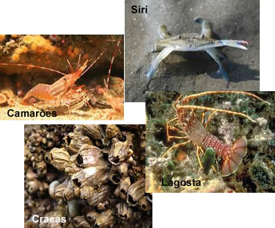Crustáceos. Curiosidades sobre os crustáceos - Escola Kids