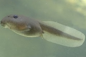 Anfíbios - Escola Kids