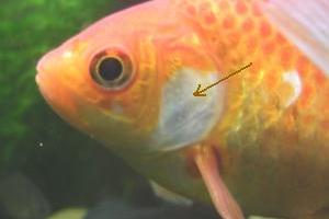 Peixes - Escola Kids